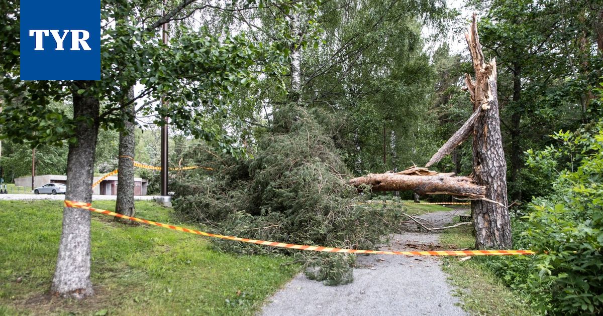 Näin puun alle jäämisen riskiä voi pienentää: Apulaispalopäällikkö ...