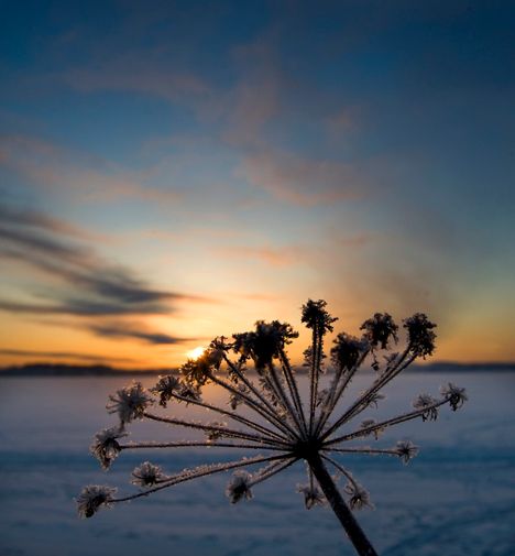 Joulun lumiraja kaukana pohjoisessa – harvinainen ilmiö - Ilta-Sanomat