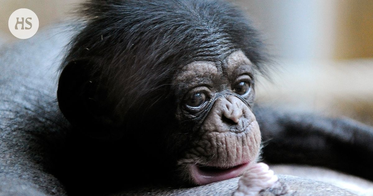 Tutkimus: Mitä suuremmat kivekset, sitä vähemmän urokset tappavat ...