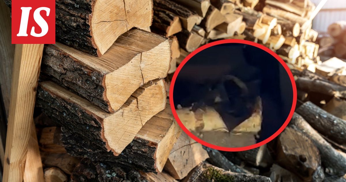 Nuutunut lepakko putosi vajan katonrajasta miehen jalkojen juureen - Ilta-Sanomat