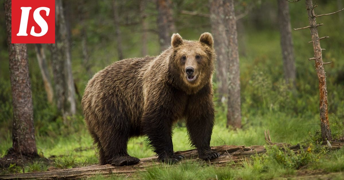 Jos karhu tulee vastaan, toimi näin – tutkija antaa selvät ohjeet - Ilta-Sanomat
