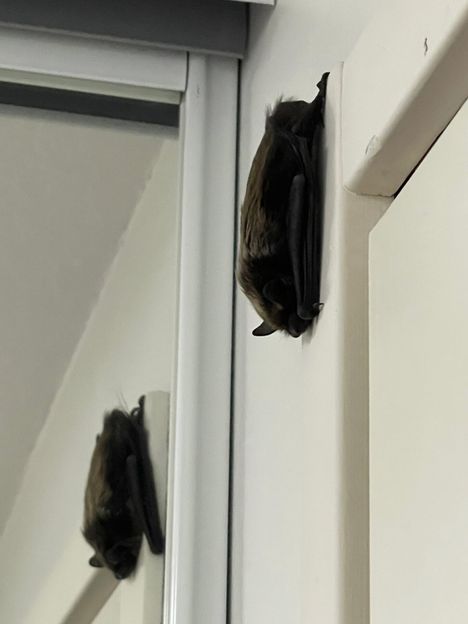 Lepakko herätti helsinkiläisen Riikan keskellä yötä - Ilta-Sanomat